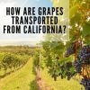How Are Grapes Transported | USA Truckload Shipping