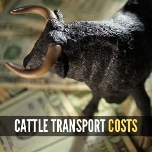 A Guide to Transporting Cattle Safely | USA Truckload Shipping